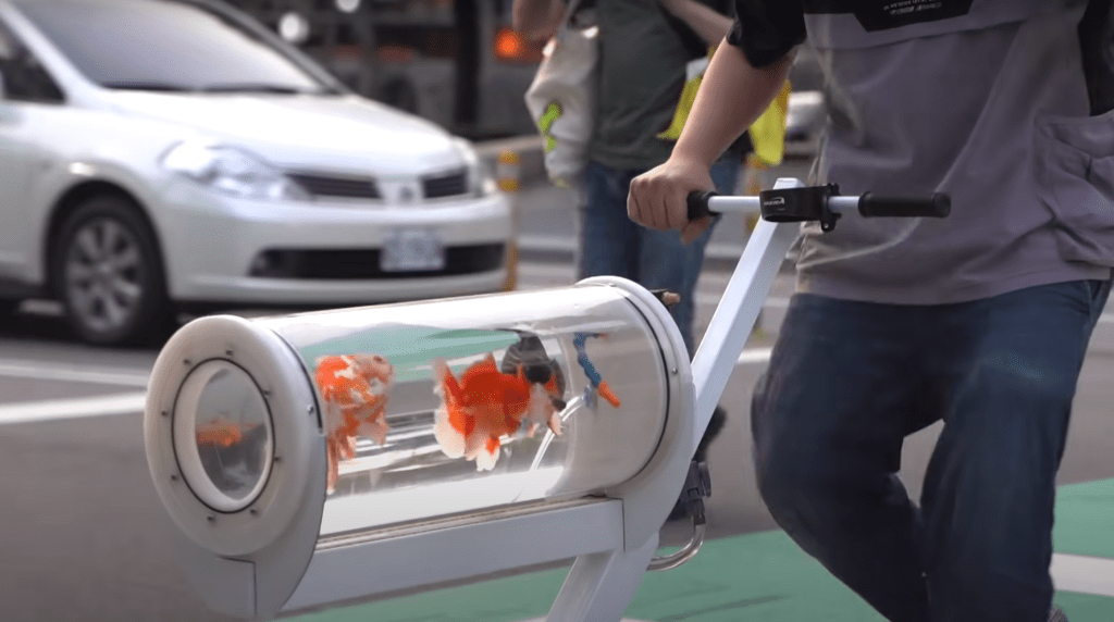 VIDEO: Guy Takes His Fish On A Walk Using A Mobile Aquarium